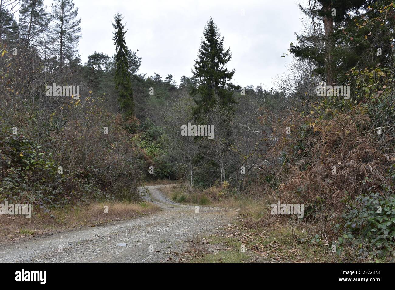 Narrow winding path through woods hi-res stock photography and images ...