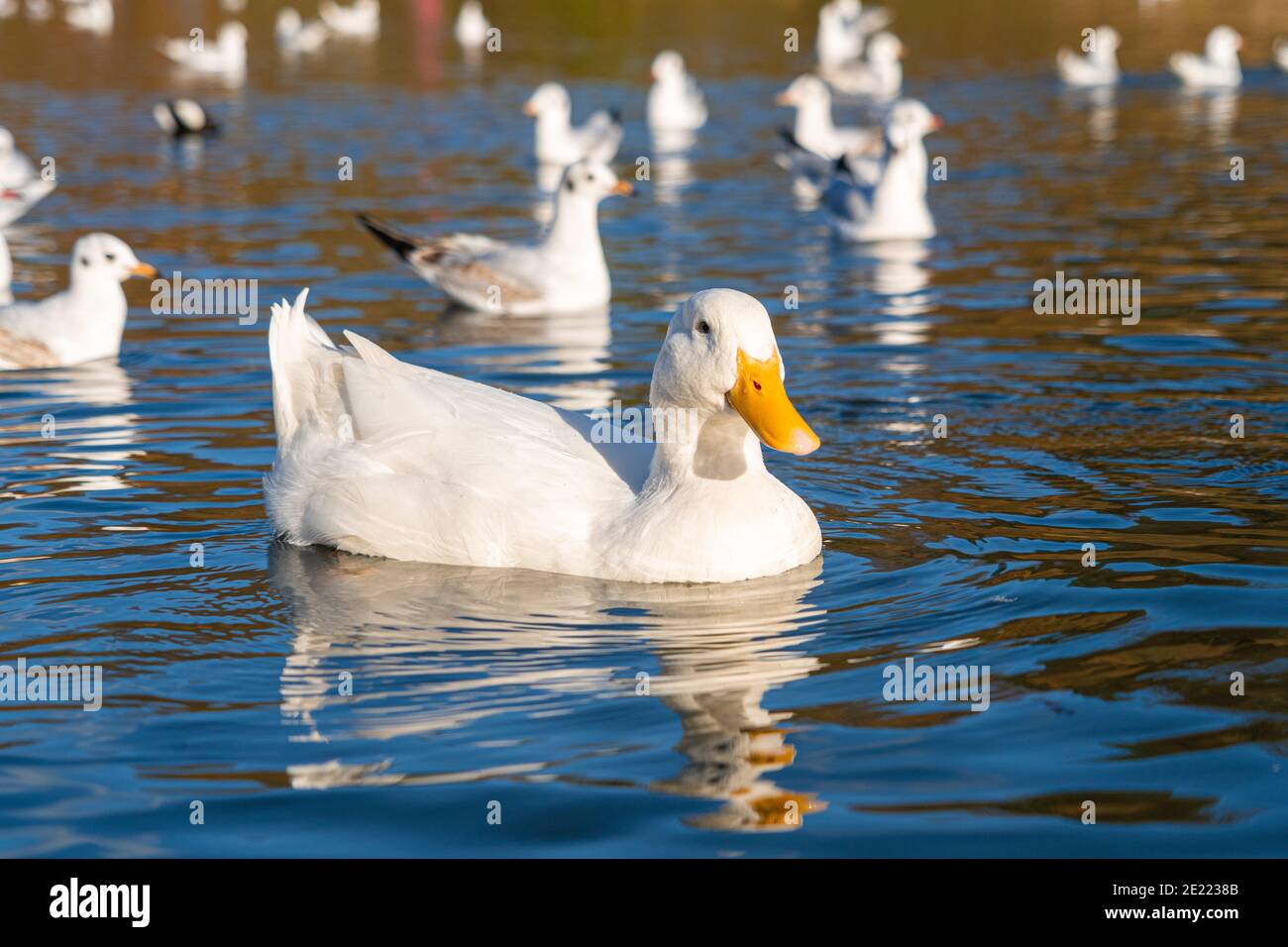 Heavy American Aylesbury Pekin Peking Duck Ducks low level eye level ...