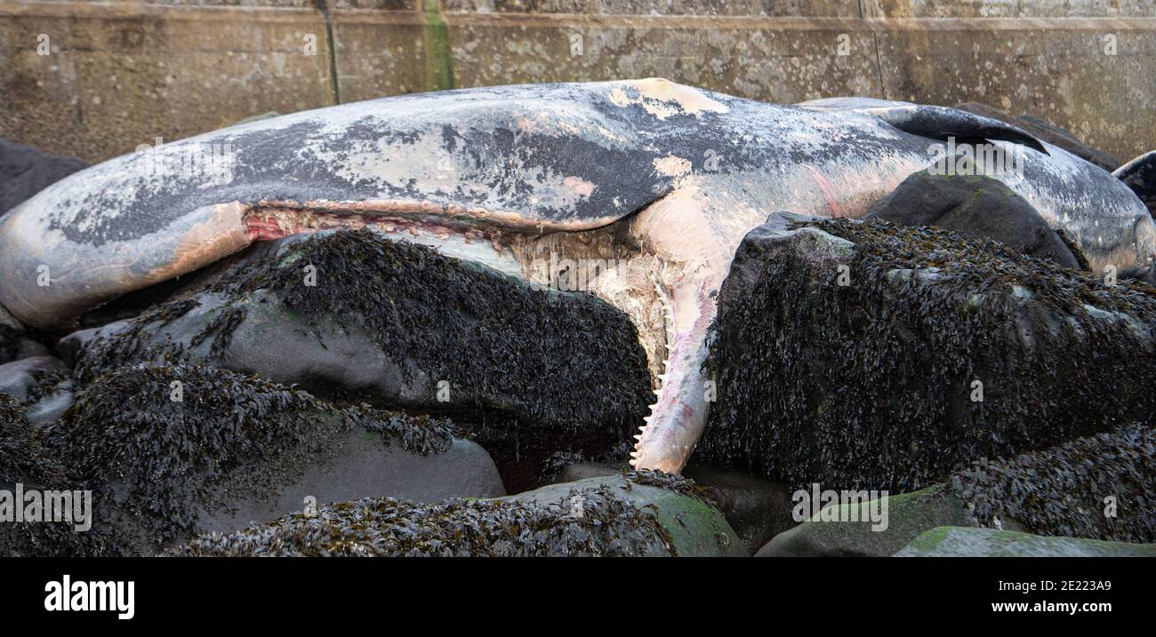 Whale washed up on beach hi-res stock photography and images - Alamy