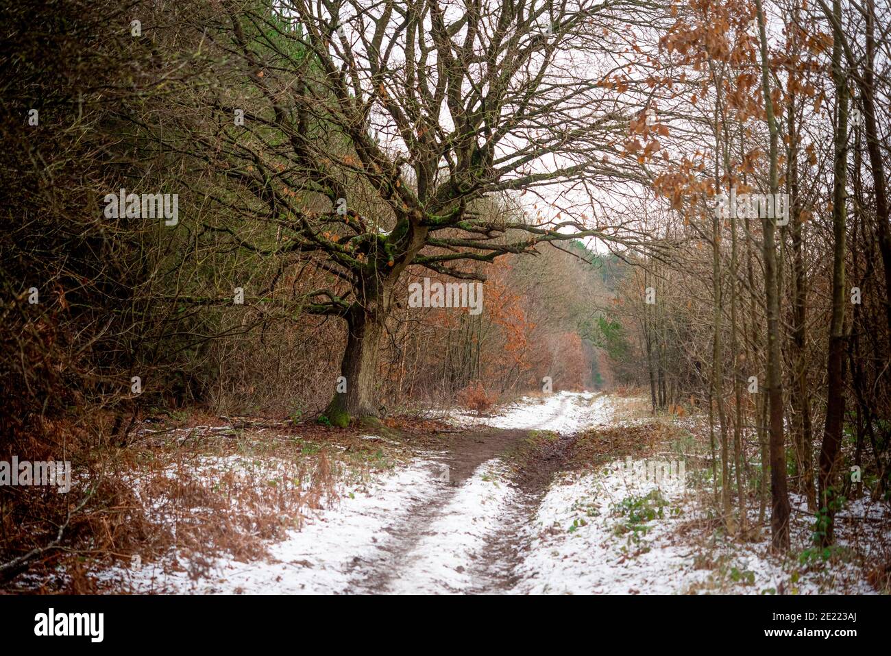 Winter woodland scene with snow on the ground and autumnal colours ...