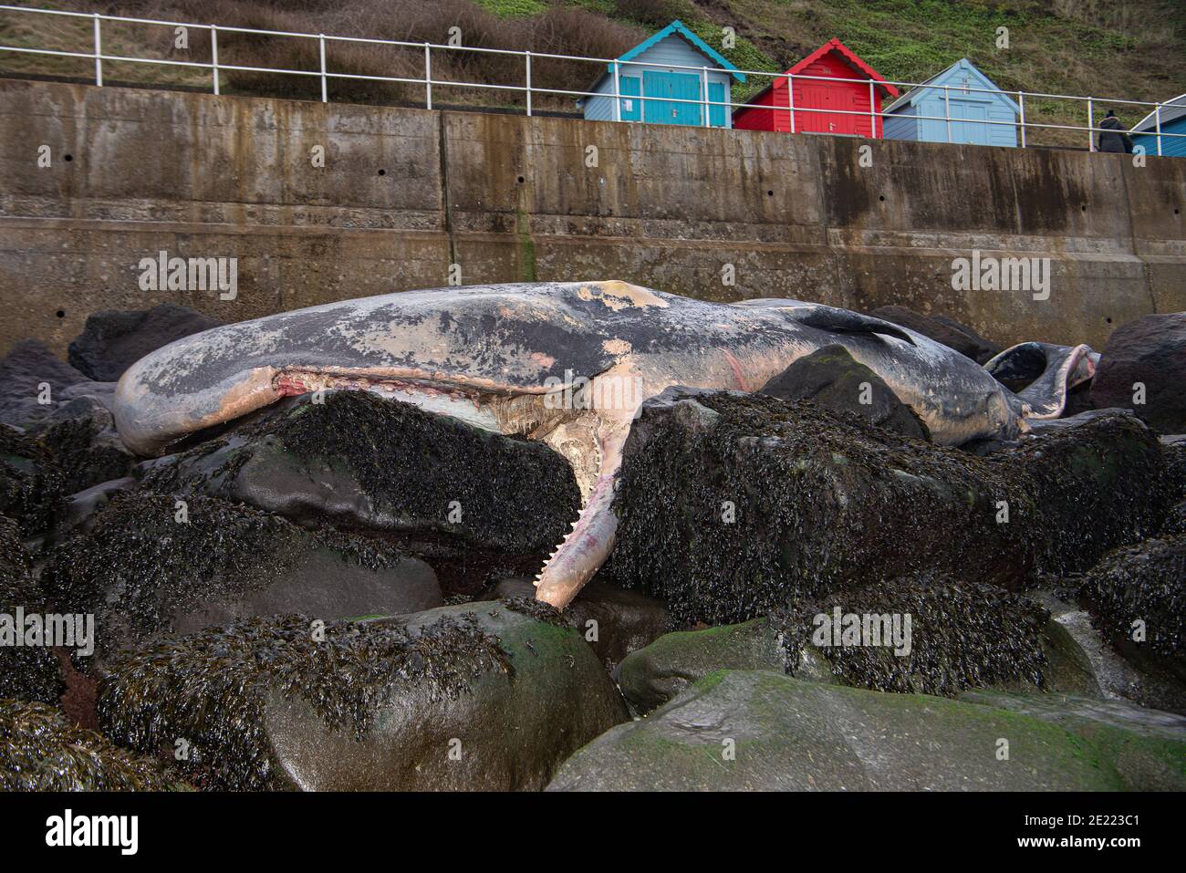 Dead Whale Washed up on Beach North Norfolk Stock Photo - Alamy