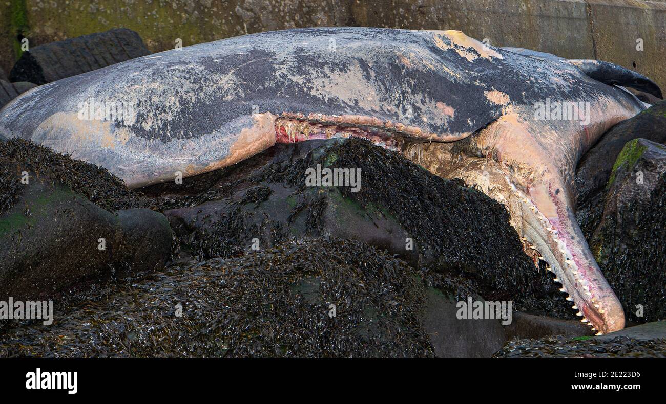 Whale washed up on beach hi-res stock photography and images - Alamy