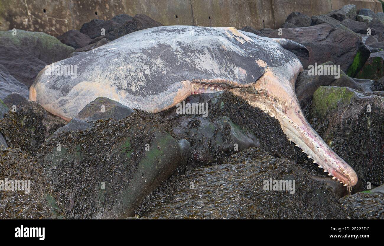 Whale washed up on beach hi-res stock photography and images - Alamy