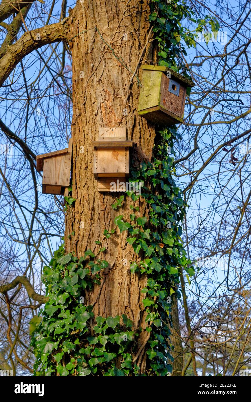Wooden birds house attached to a tree in the forest Stock Photo - Alamy