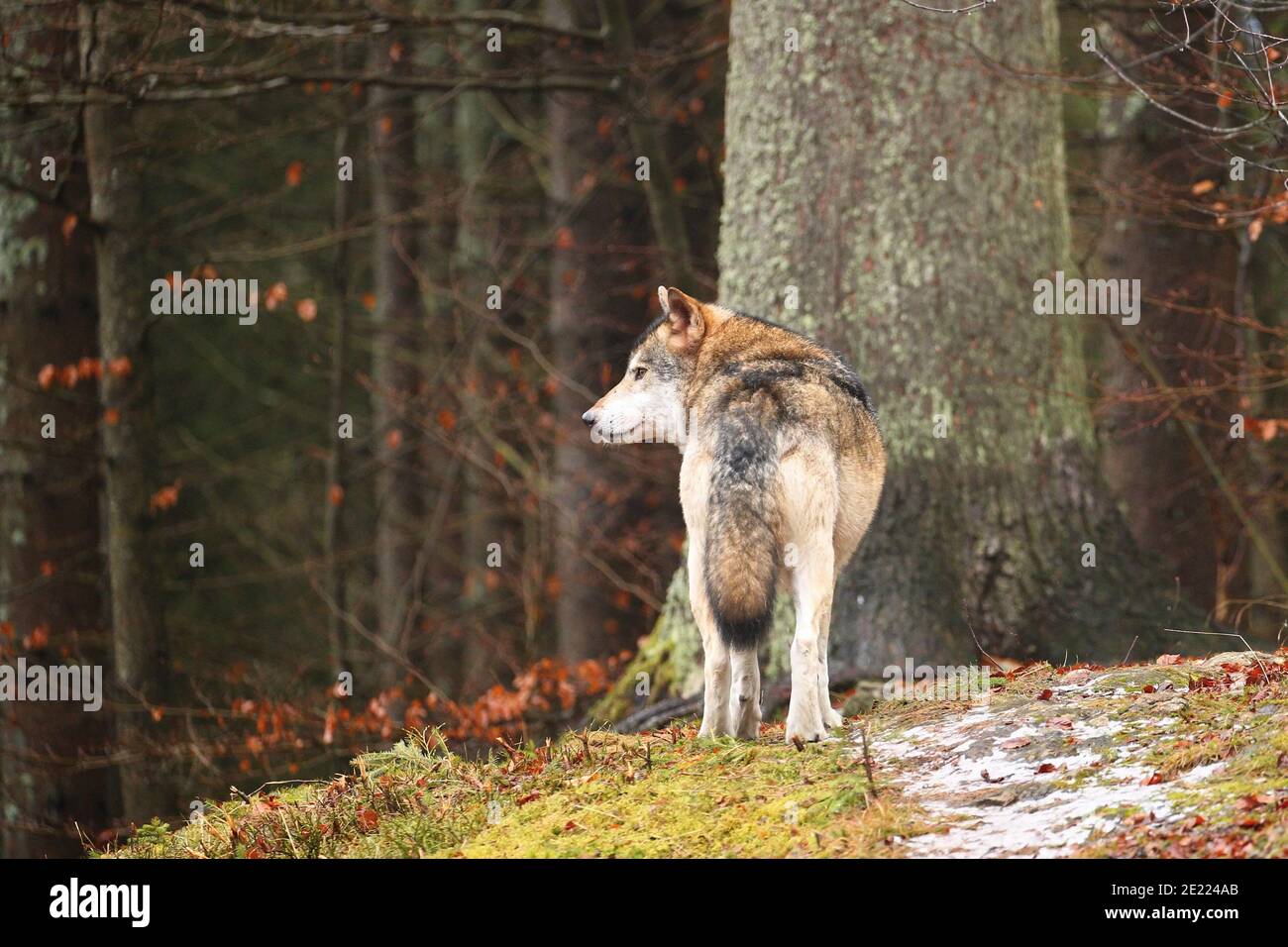 Eurasian wolf hunt hi-res stock photography and images - Alamy