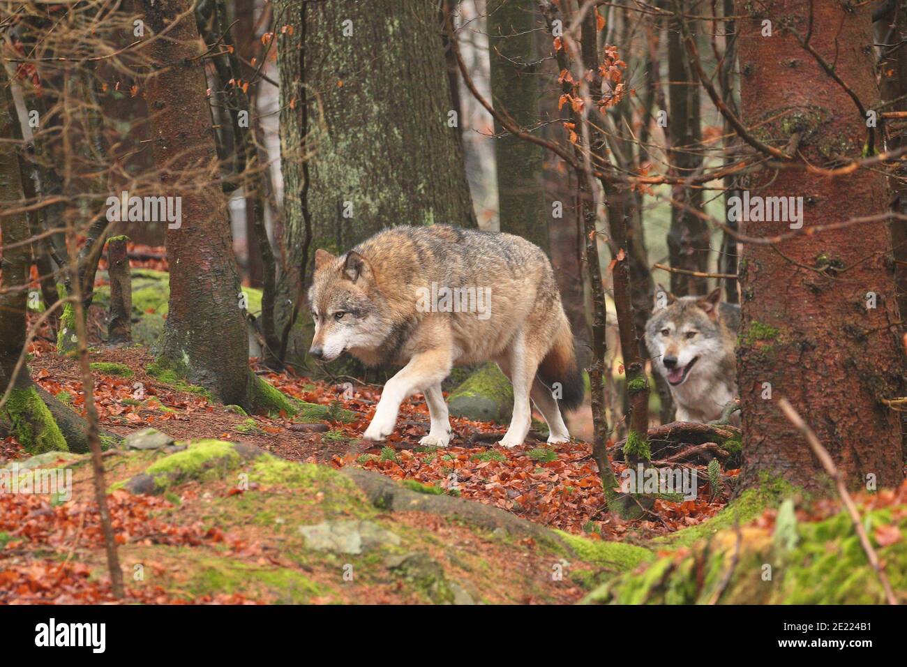Eurasian wolf in the colorful autumn leaves Stock Photo - Alamy