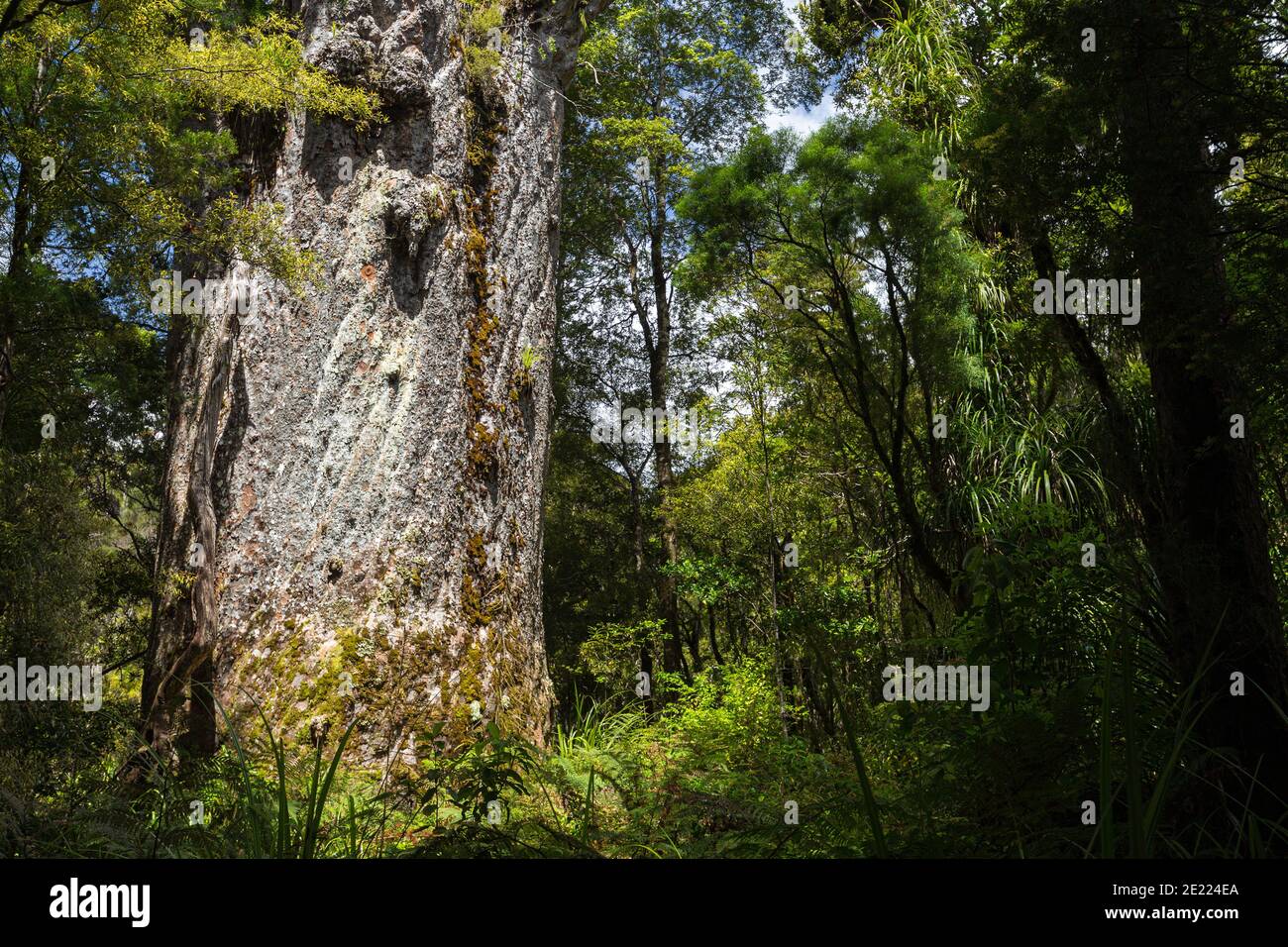 Kauri leaves hi-res stock photography and images - Alamy