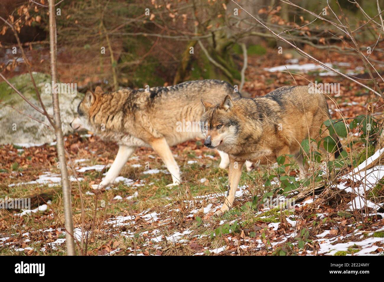 Eurasian wolf hunt hi-res stock photography and images - Alamy