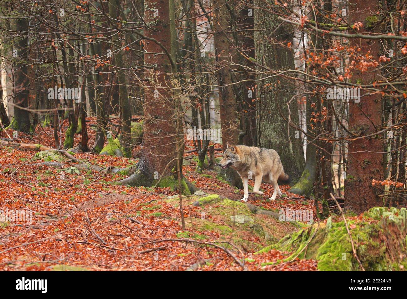 Eurasian wolf in the colorful autumn leaves Stock Photo - Alamy