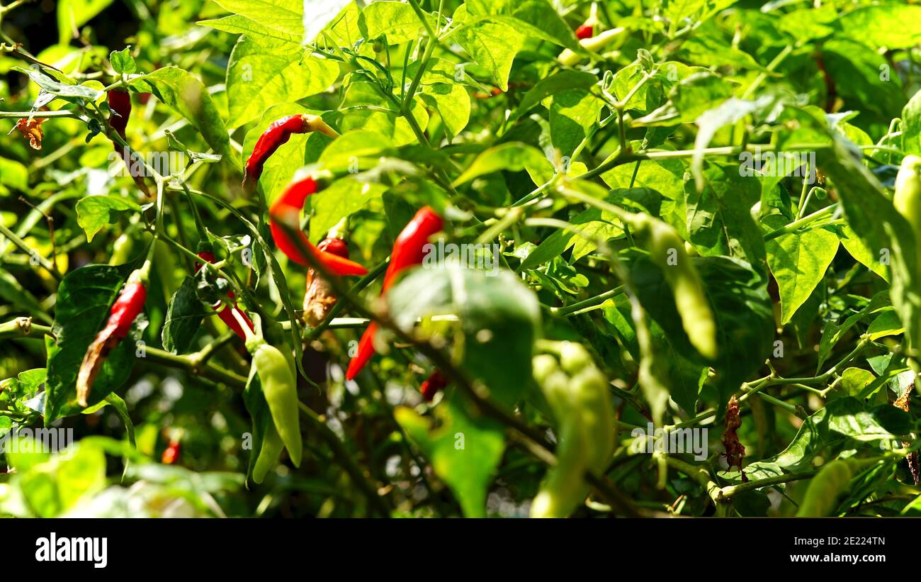 Red Hot Chilli Stock Photo - Alamy