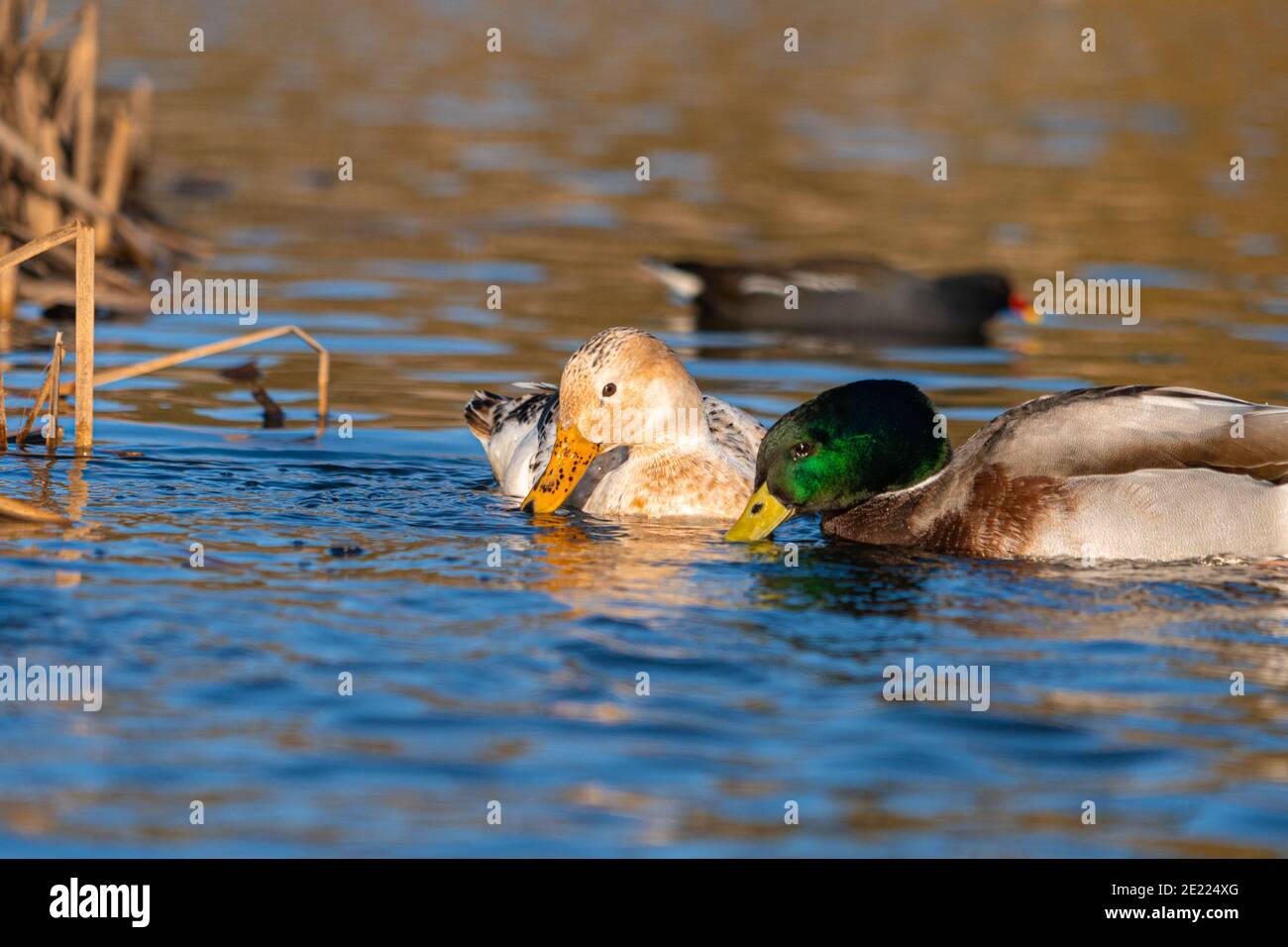 Male Female Manky Mallard Duck Ducks low level eye level view extreme ...