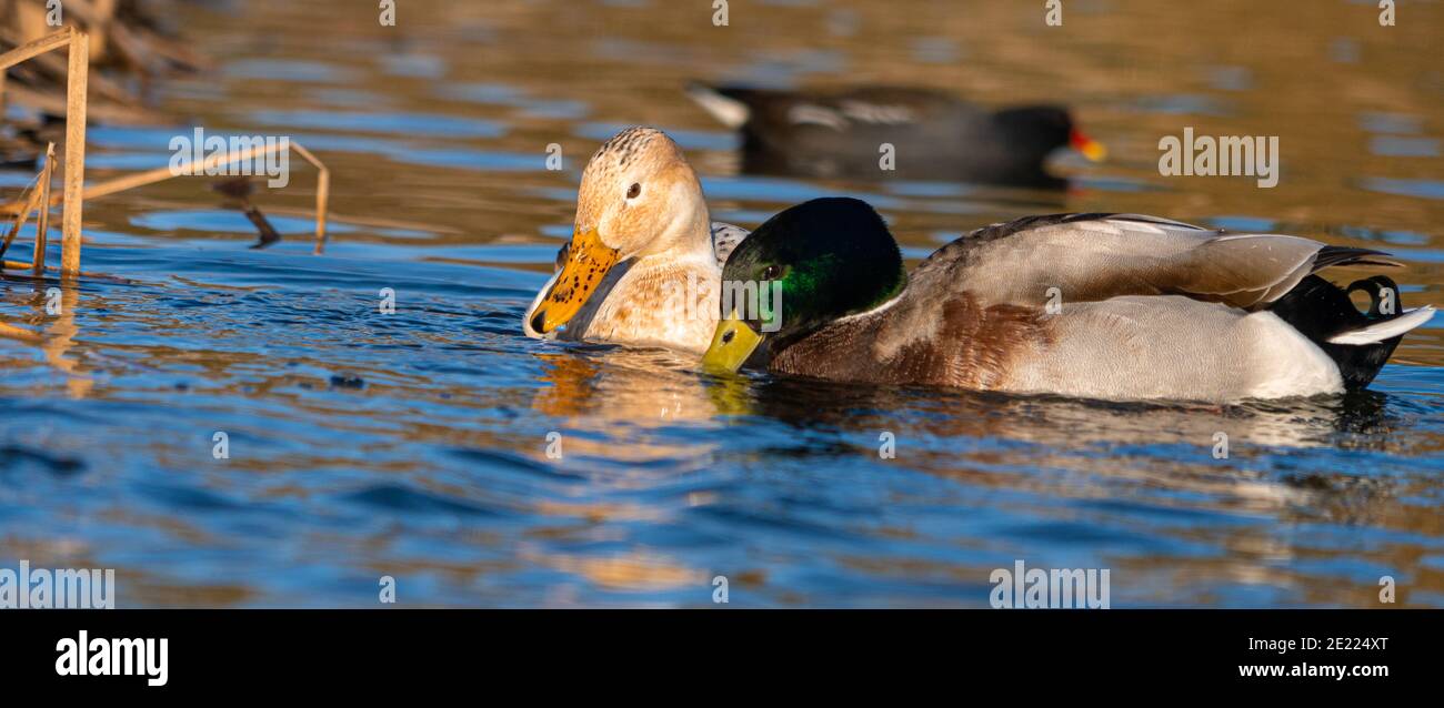 Male Female Manky Mallard Duck Ducks low level eye level view extreme ...