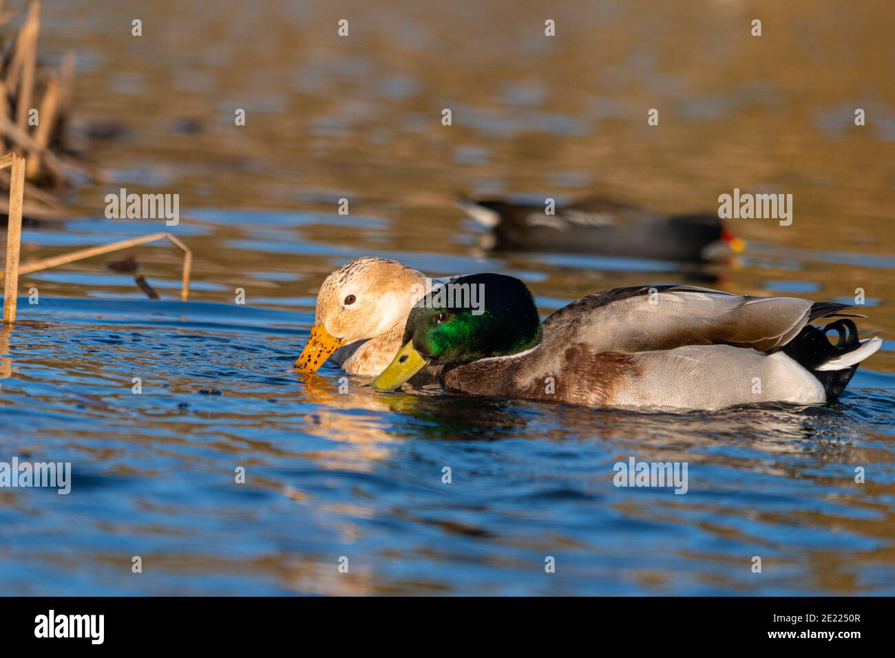 Manky mallard hi-res stock photography and images - Alamy