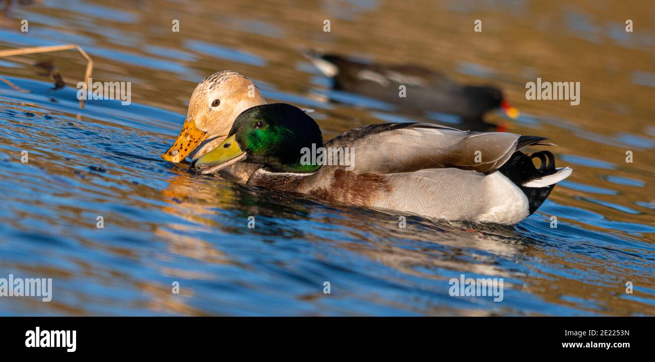 Male Female Manky Mallard Duck Ducks low level eye level view extreme ...