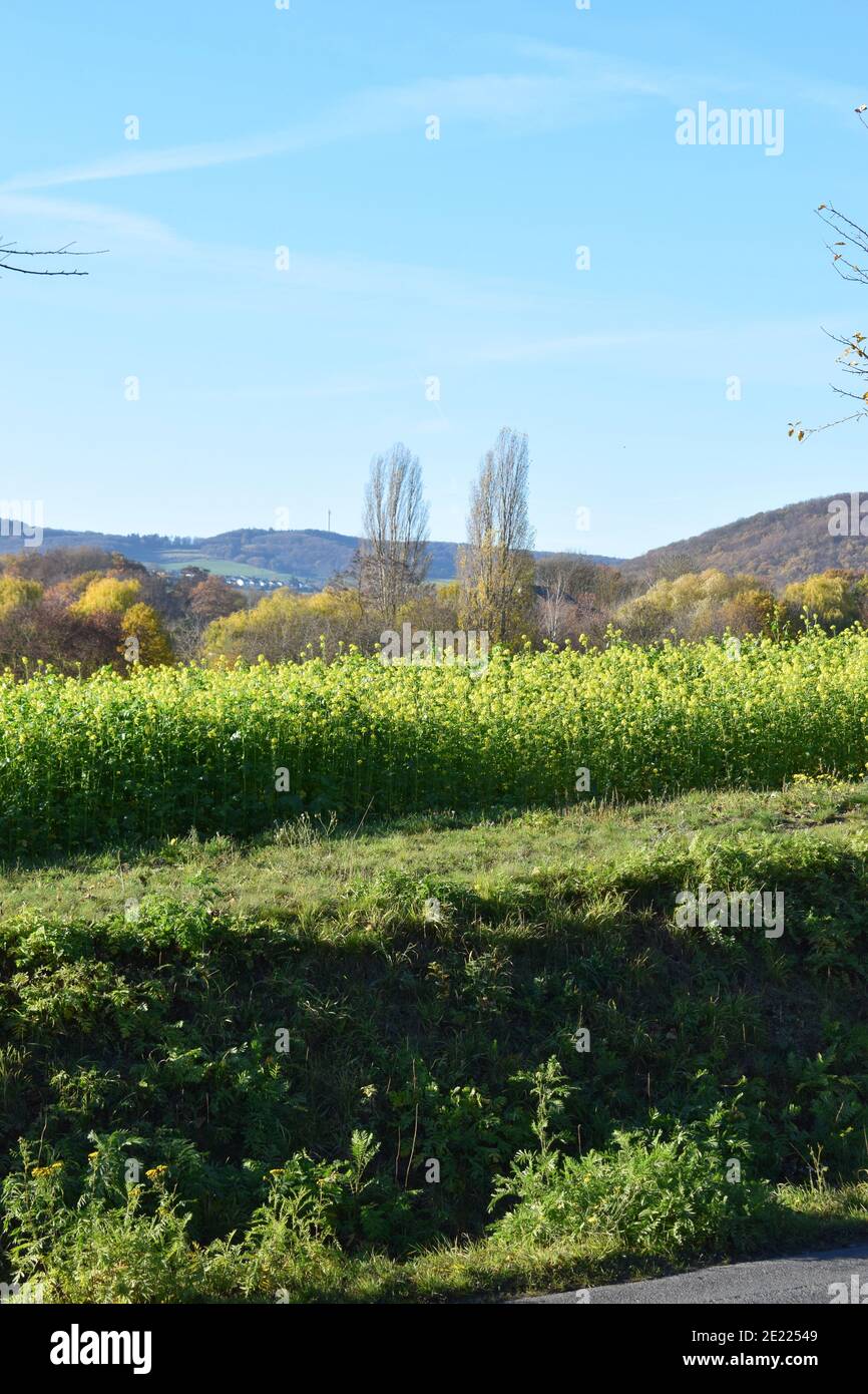 Yellow fields volcano hill hi-res stock photography and images - Alamy