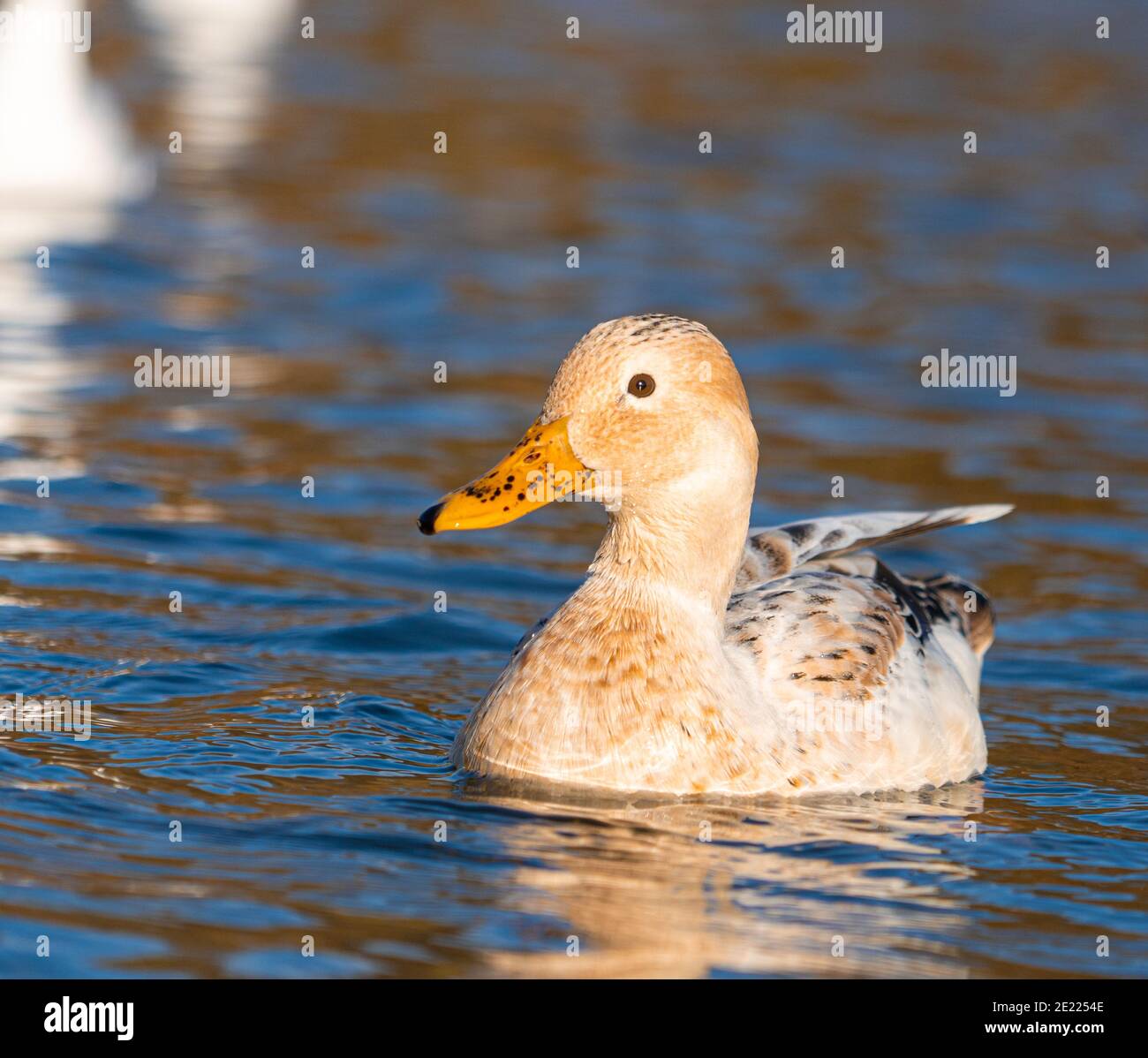 Male Female Manky Mallard Duck Ducks low level eye level view extreme ...