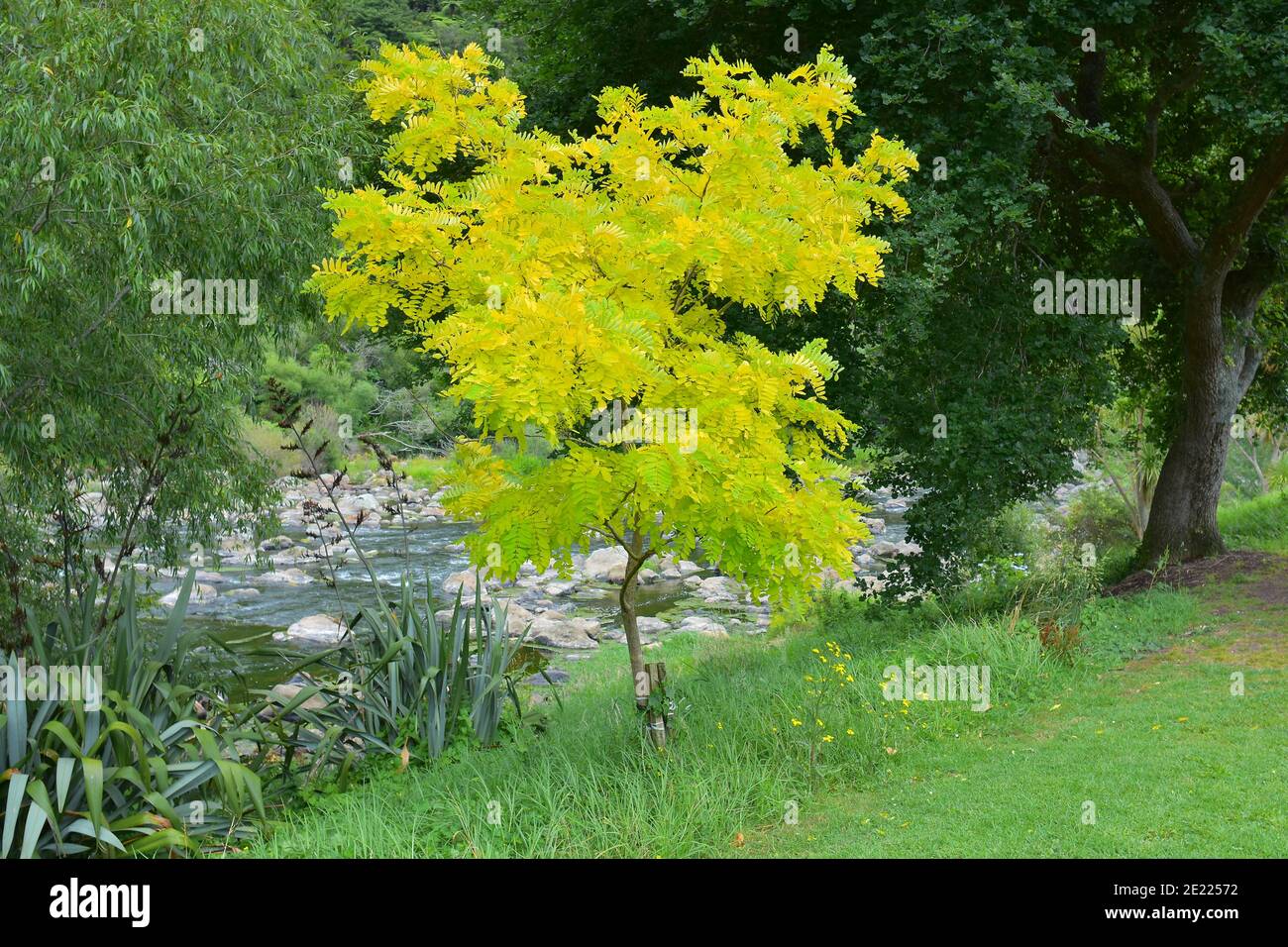 Golden locust tree hi-res stock photography and images - Alamy