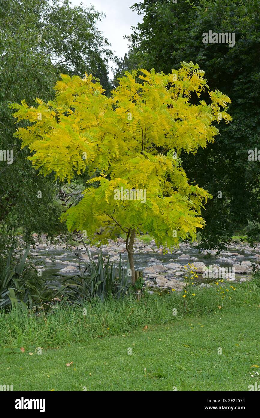Sunburst Honeylocust, Gleditsia triacanthos Suncole tree Stock Photo ...