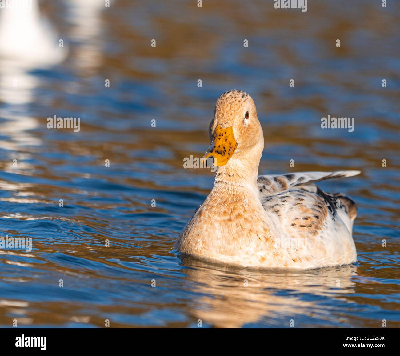 Male Female Manky Mallard Duck Ducks low level eye level view extreme ...