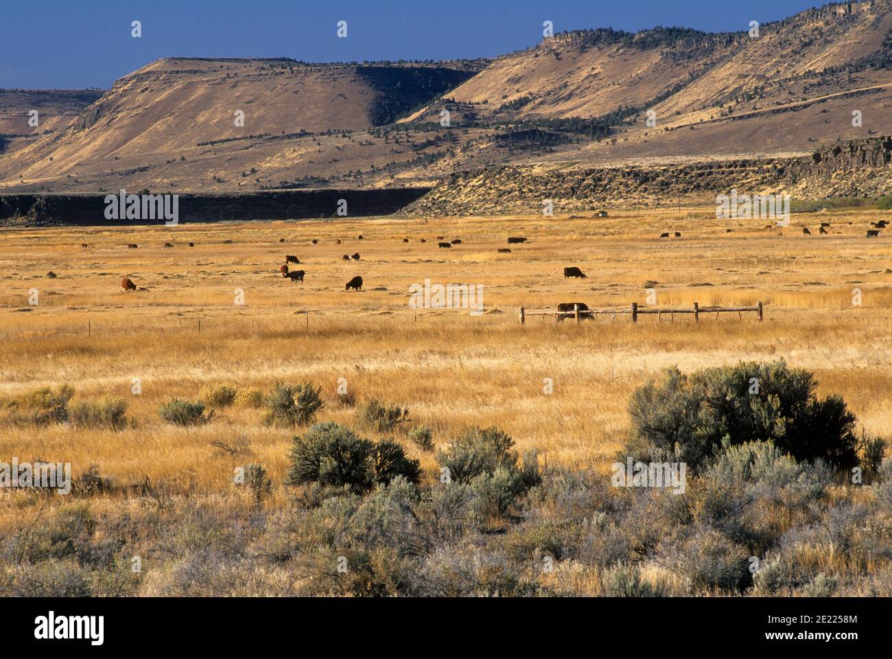 Cattle in Diamond Valley, Diamond Loop National Back Country Byway ...