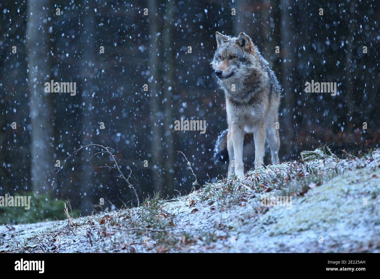 Eurasian wolf snow hi-res stock photography and images - Alamy