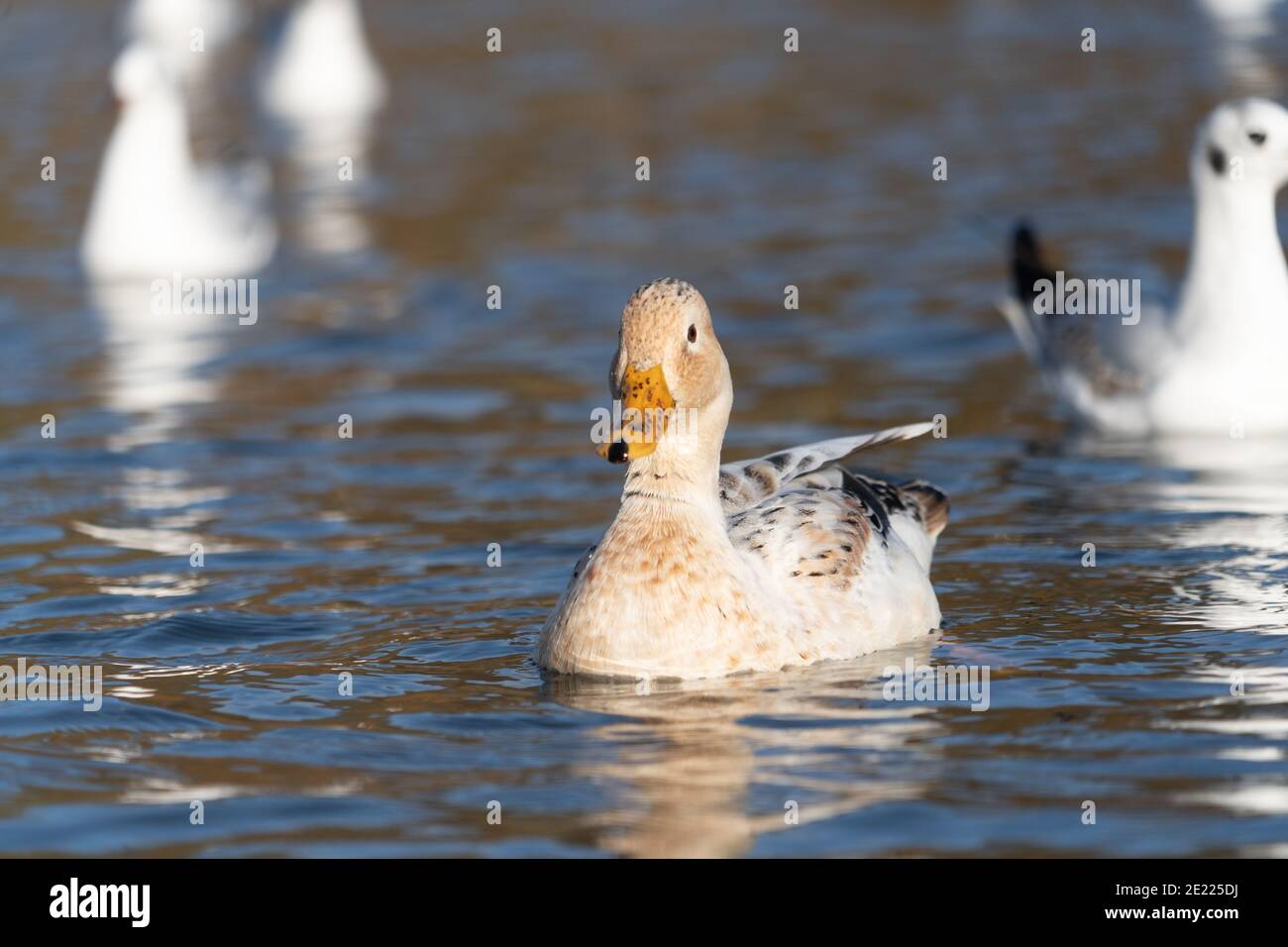 Male Female Manky Mallard Duck Ducks low level eye level view extreme ...