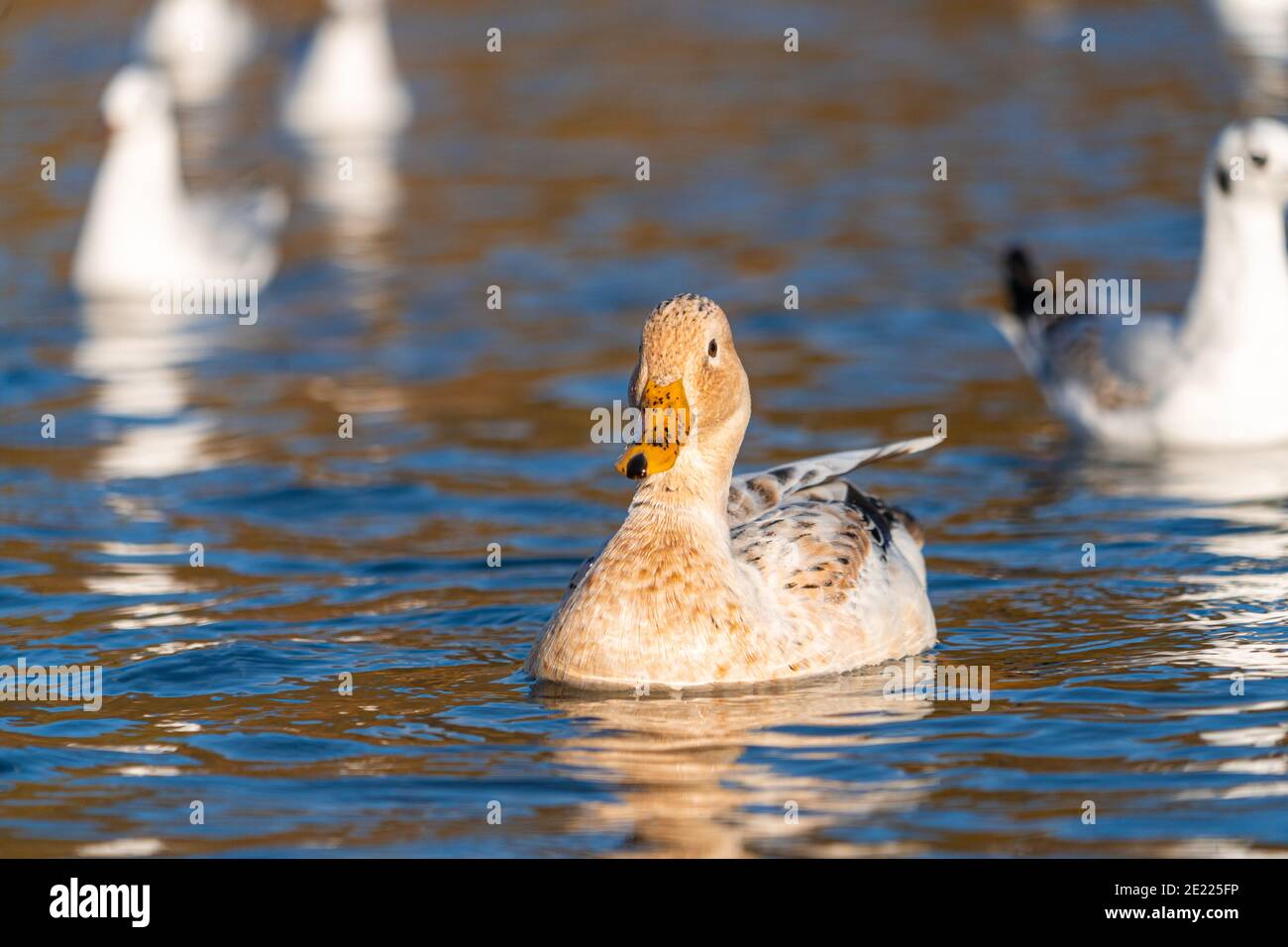 Male Female Manky Mallard Duck Ducks low level eye level view extreme ...