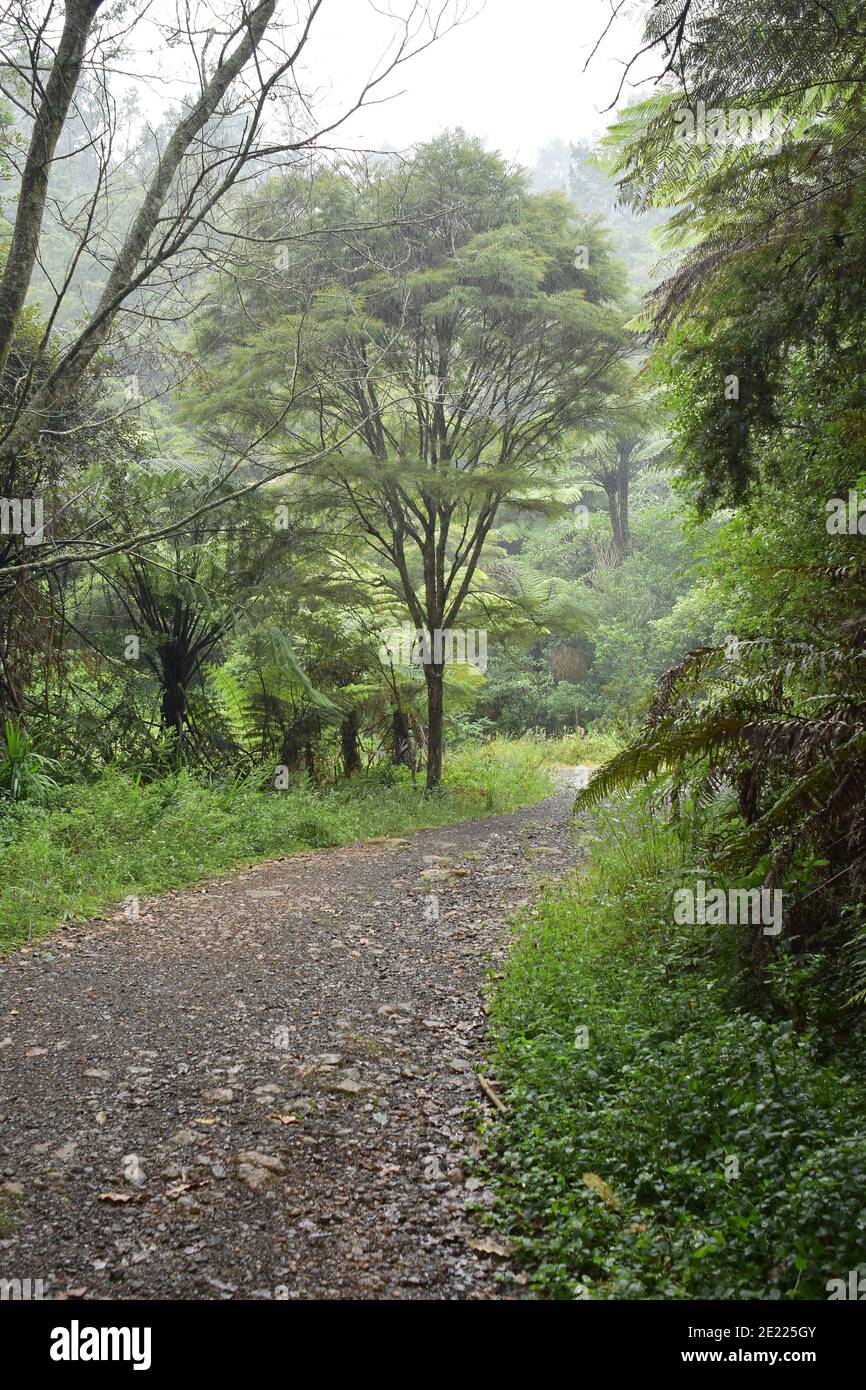 Vertical shot of a path through the lush nature of a fore Stock Photo ...