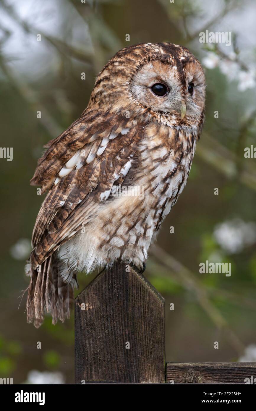 Tawny owl (Strix aluco), controlled, Cumbria, UK Stock Photo - Alamy