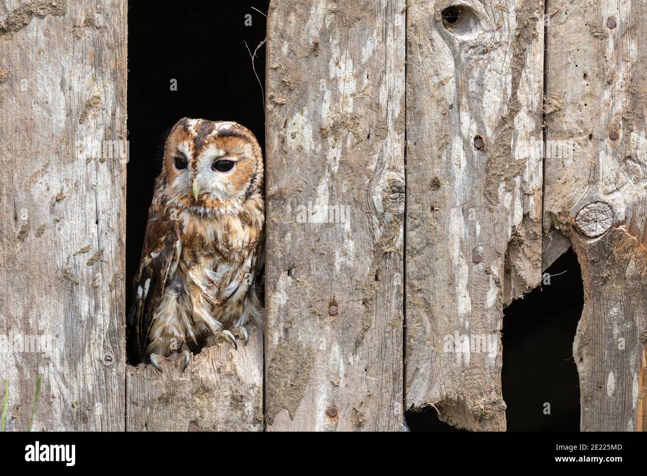 Tawny Owl Strix Aluco Controlled Cumbria UK Stock Photo Alamy