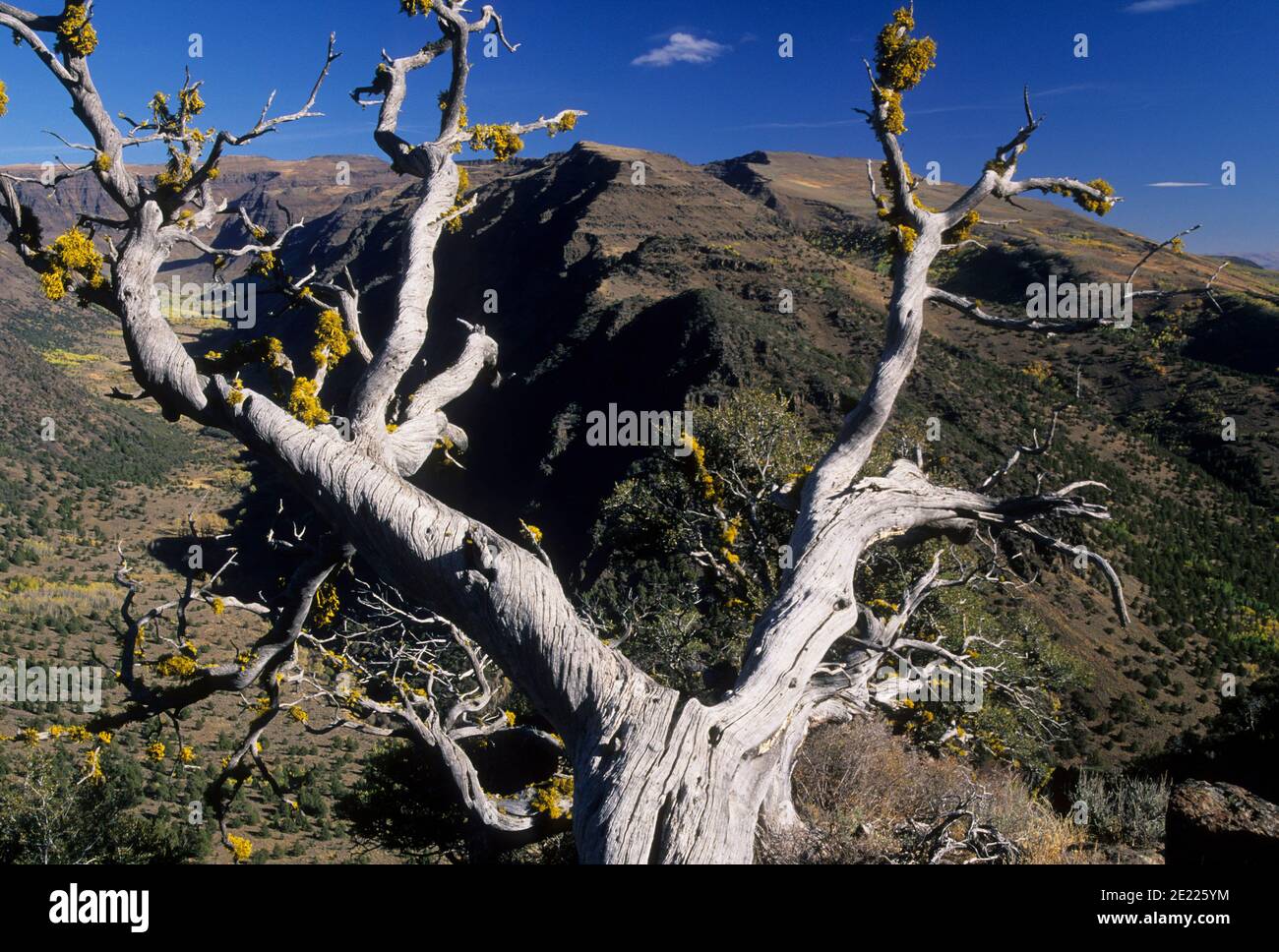 Big Indian Gorge, Steens Mountain National Back Country Byway, Steens ...