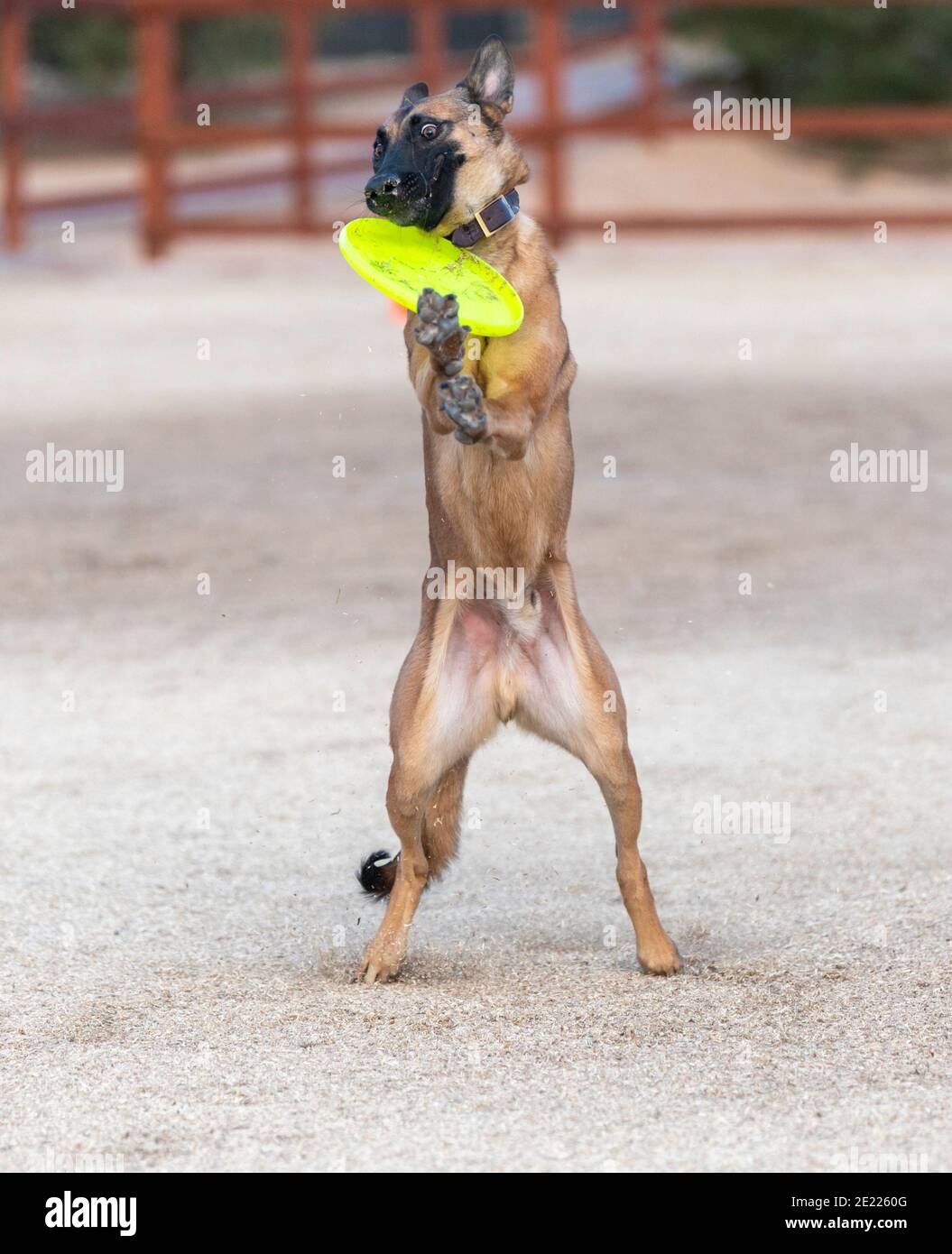 Head Between Paws High Resolution Stock Photography and Images - Alamy