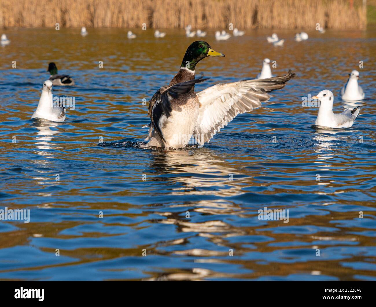 Manky mallard ducks hi-res stock photography and images - Alamy