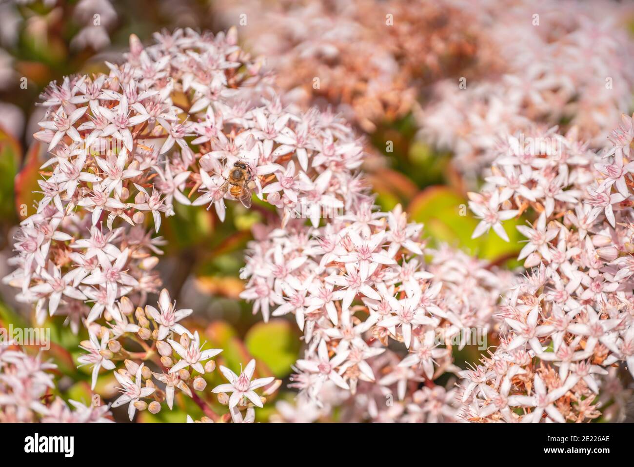 Jade plants hi-res stock photography and images - Alamy