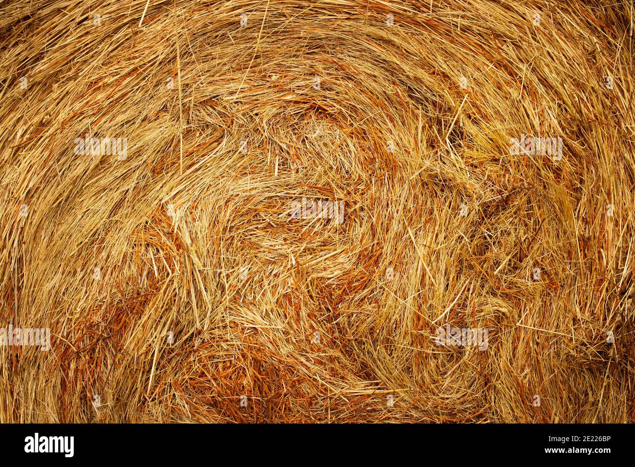 This is a close-up of dry yellow hay in a bale. Background of an ...