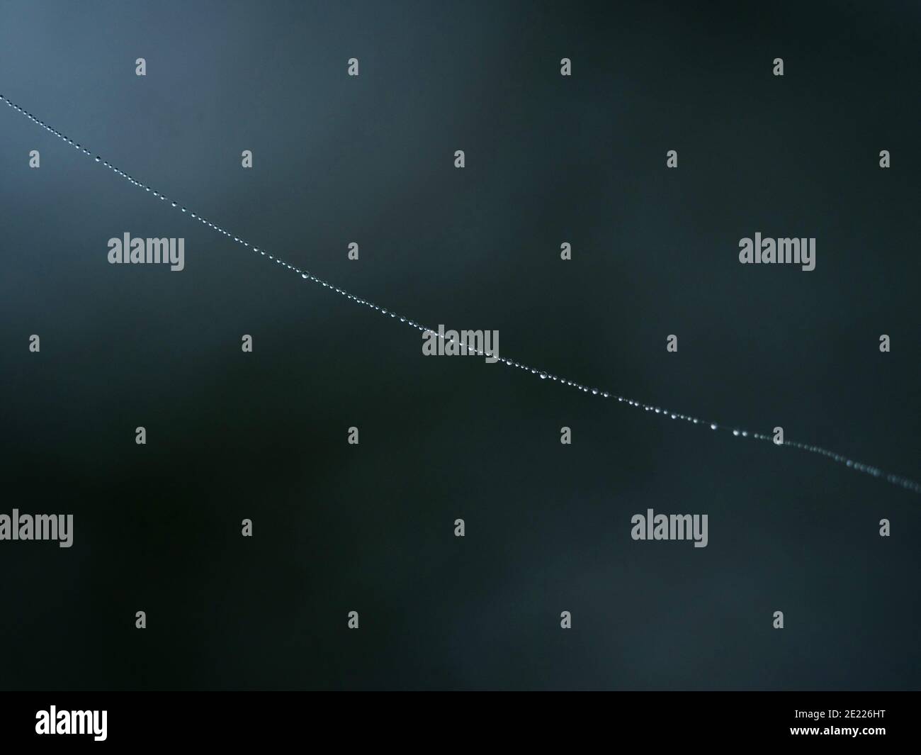 Closeup macro of a spider web thread with wet rain water drop droplets ...
