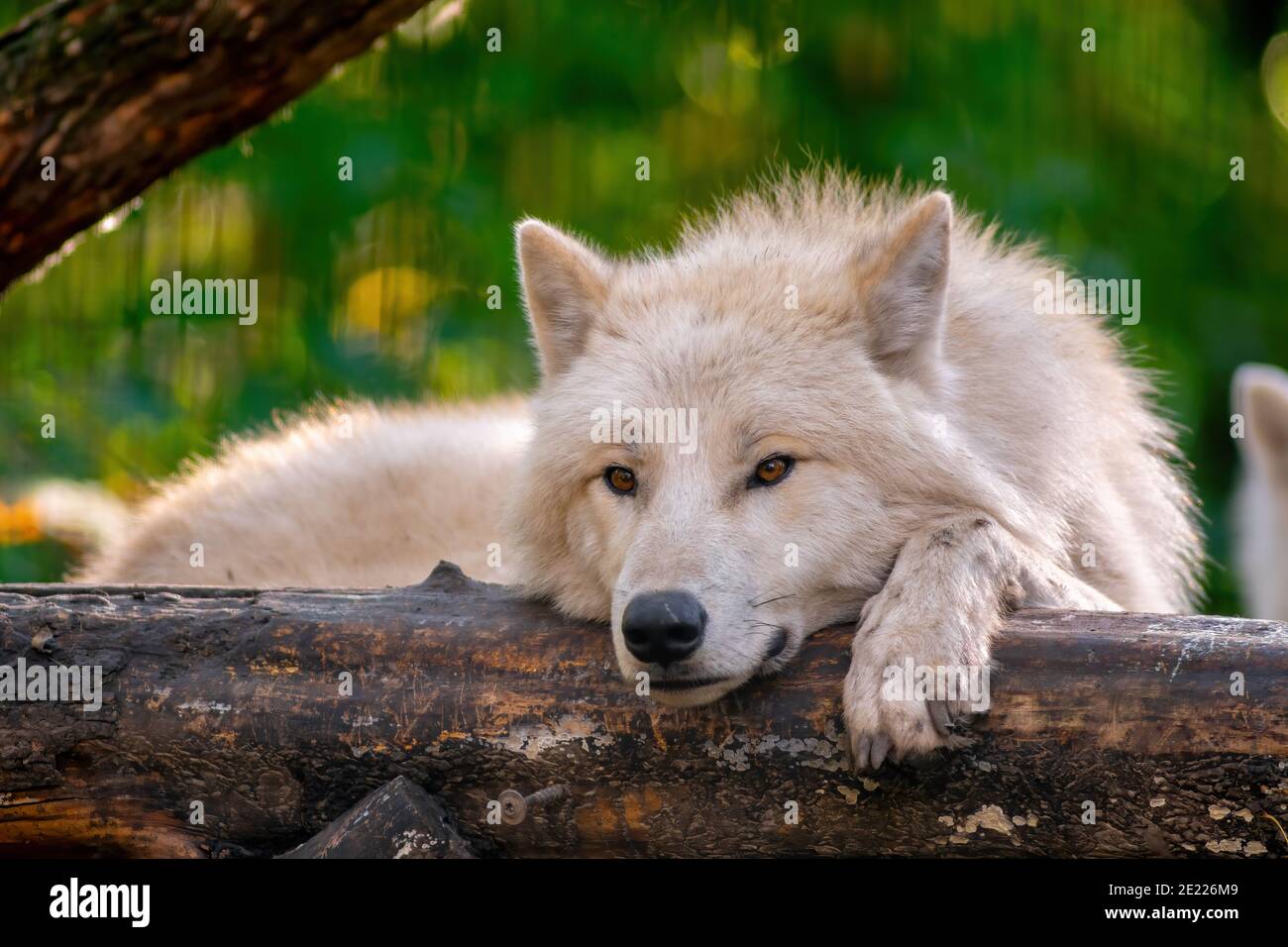 A white arctic polar wolf in Zoo Koethen Saxony Anhalt Germany Stock ...