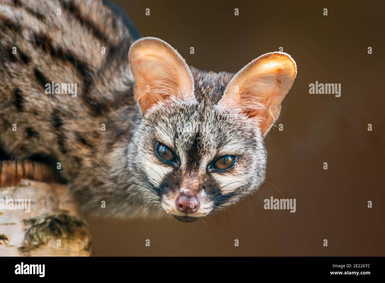Small spotted genet genetta genetta hi-res stock photography and images ...