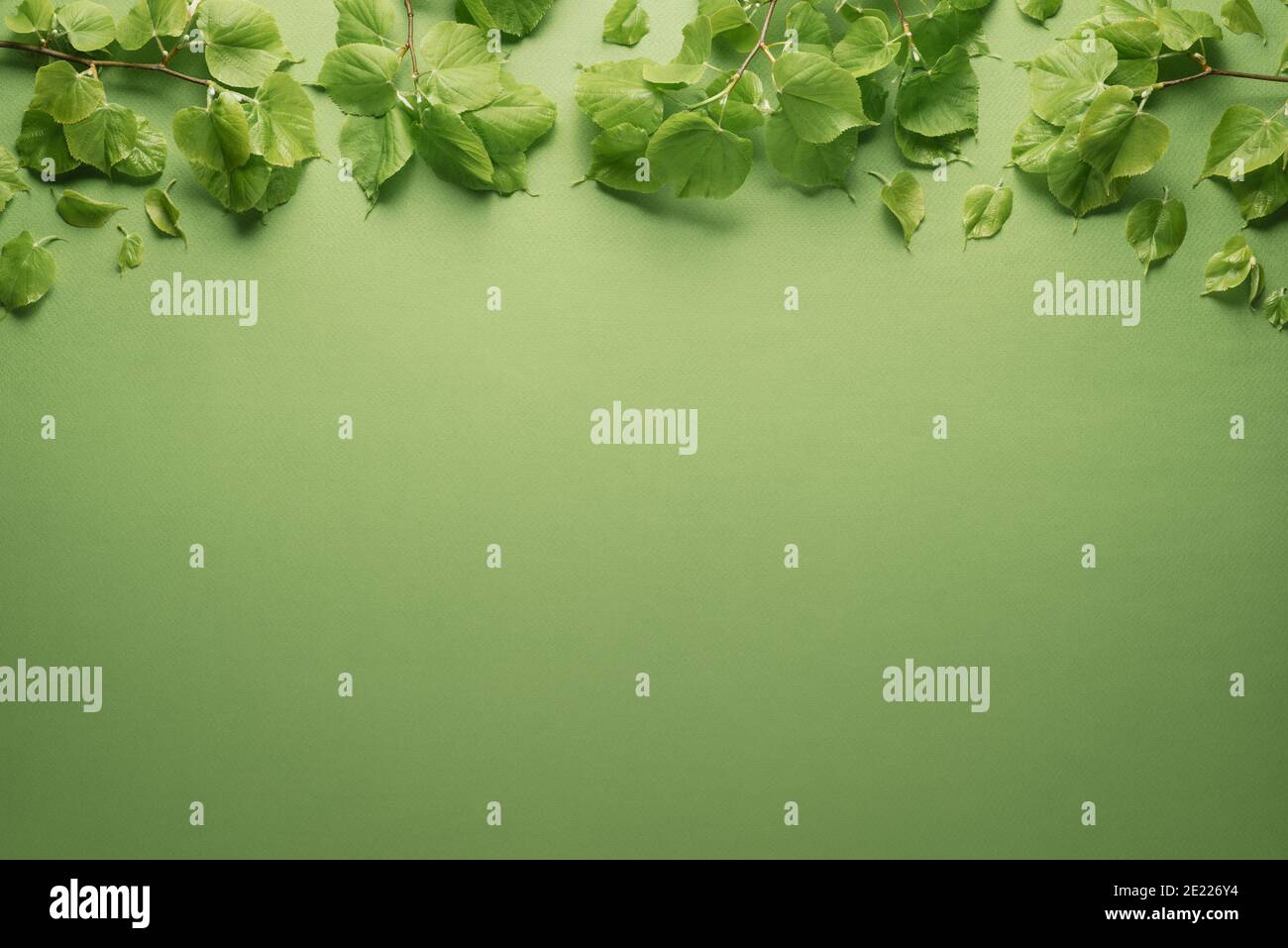 Spring one color green background with fresh tree foliage frame Stock ...