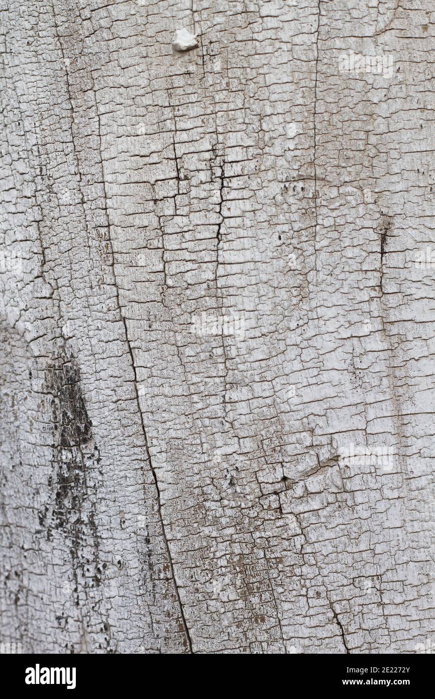 Old tree bark texture Stock Photo - Alamy