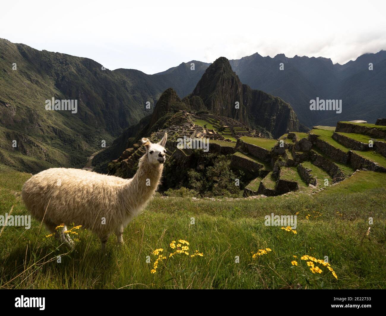 White llama lama glama animal at Machu Picchu ancient inca citadel ...