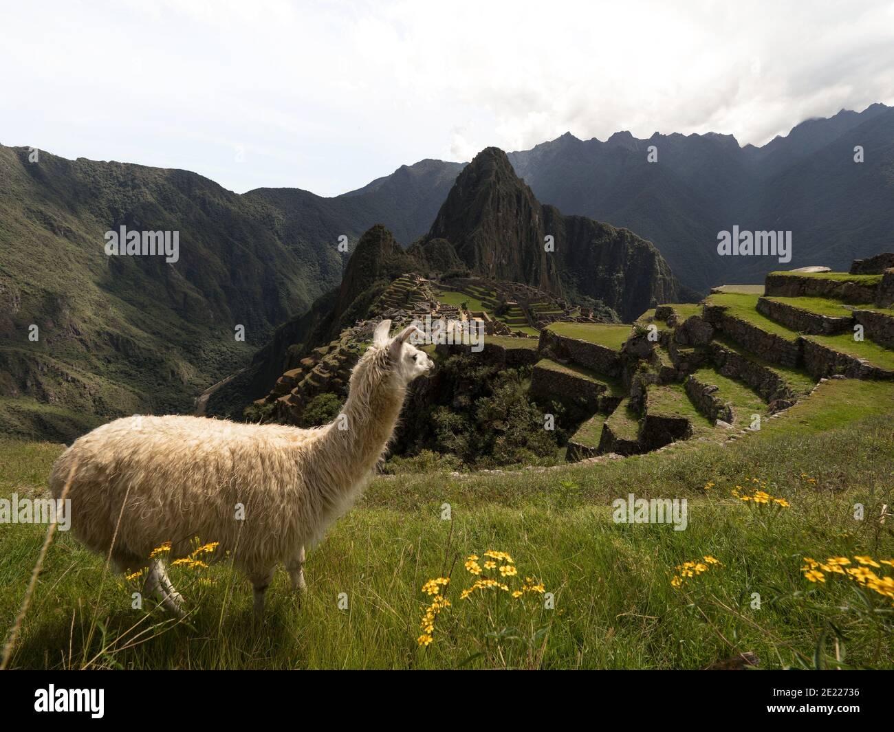 White llama lama glama animal at Machu Picchu ancient inca citadel ...
