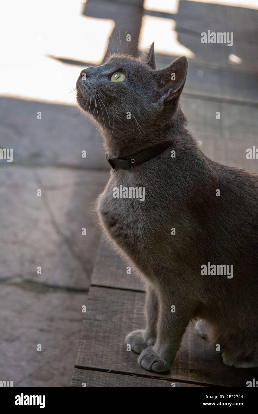 Grey shorthair domestic cat Stock Photo - Alamy