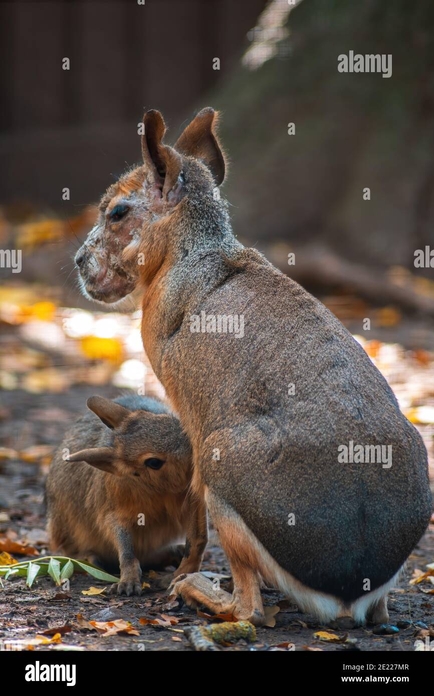 Patagonian Cavy Babies Tri Colored