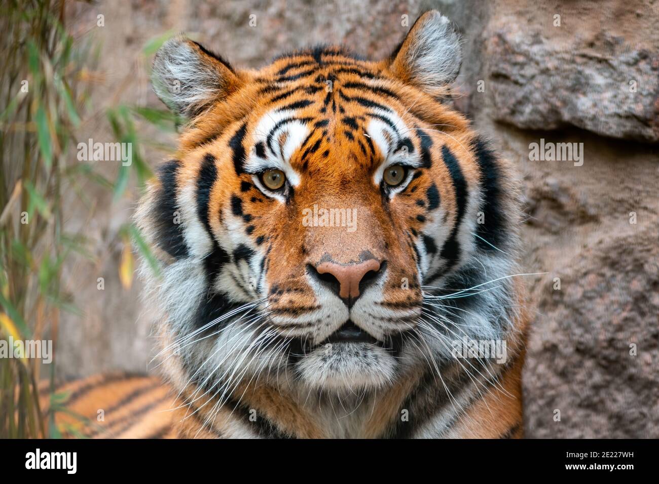 a portrait of a pretty tiger (Panthera tigris) in zoo koethen, saxony ...