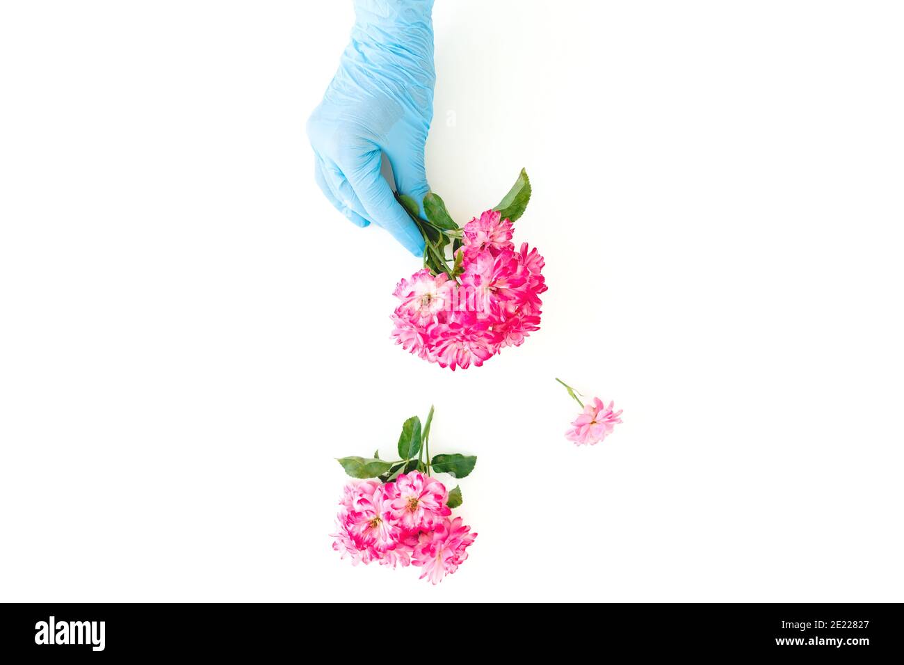 Covid-19 concept with hand in glower and pink roses flowers. Flat lay ...
