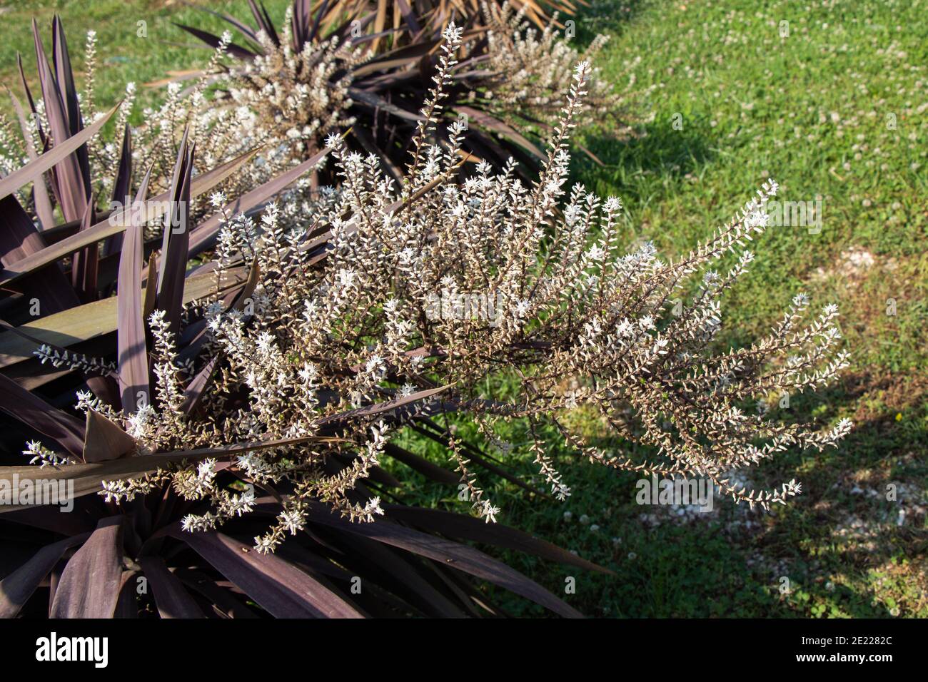 Flowering cabbage palm hi-res stock photography and images - Alamy