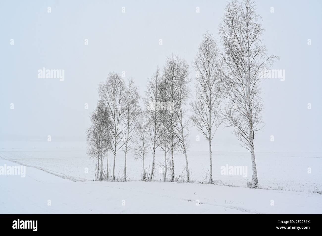 Cluster of birches hi-res stock photography and images - Alamy