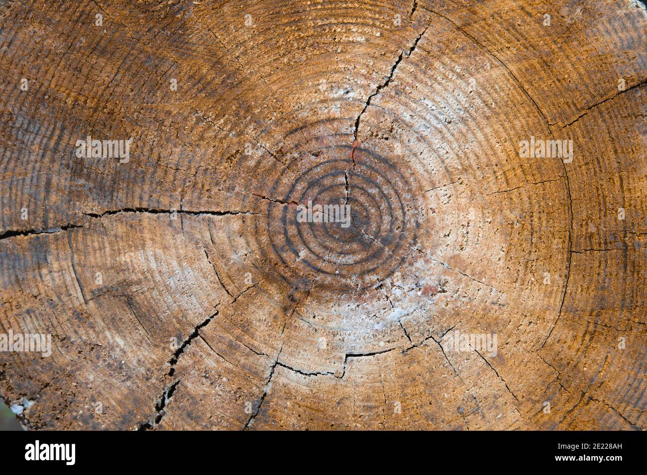 Tree rings on wooden log Stock Photo - Alamy