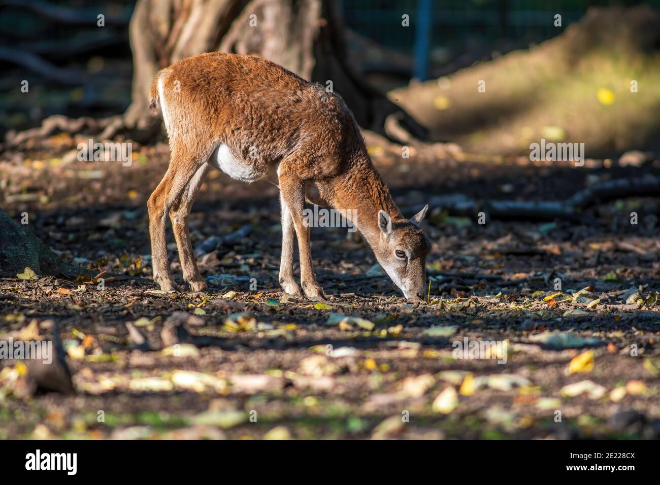 a young female Mouflon (Ovis gmelini musimon) in zoo koethen, saxony ...